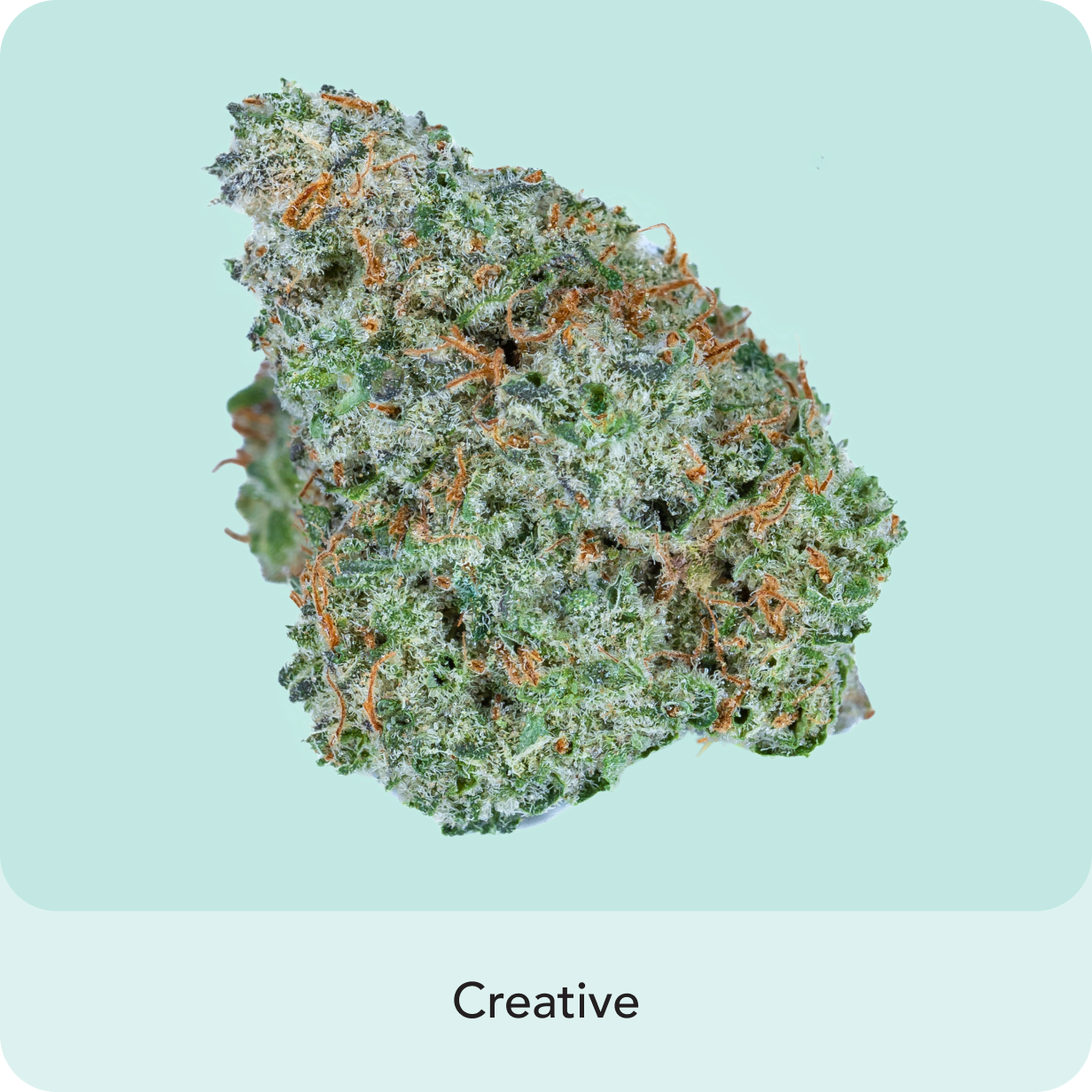 Sunset Sherbert - Indica-Dominant Hybrid with Fruity Flavor – PurpleBreak